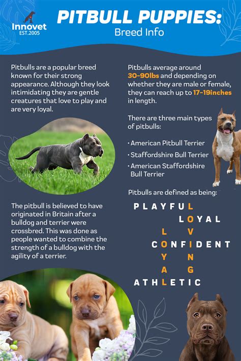 Everything You Need To Know About Pitbull Puppies Pitbull Puppies