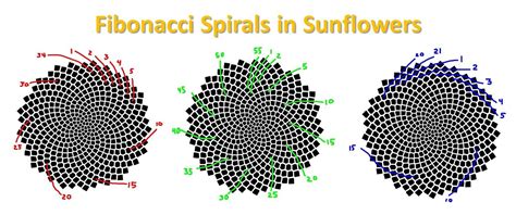 Fibonacci Sunflower With Spirals