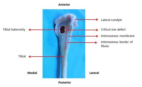 Critical Size Defect At The Left Proximal Tibial Of Rabbit Download Scientific Diagram