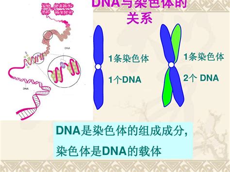 Y《基因是有遗传效应的dna片段》课件新人教版必修2word文档在线阅读与下载免费文档