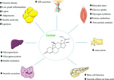 The Main Mechanisms Of Action In Glucocorticoid Induced Diabetes And