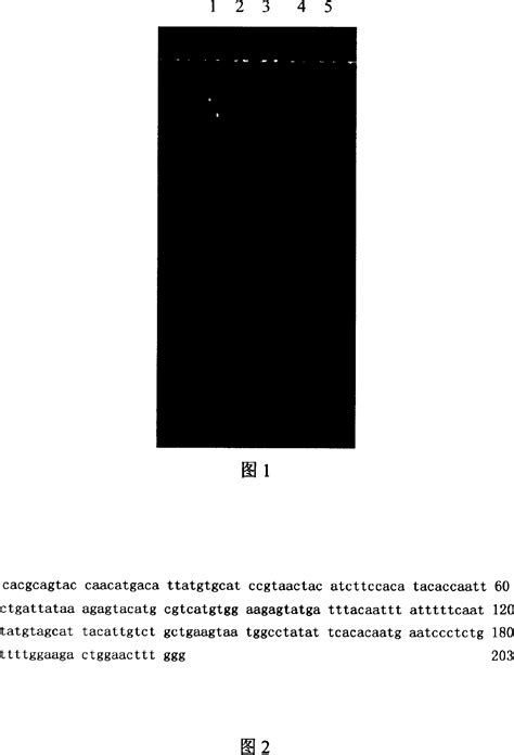 Definition Of Human Papillomavirus 6 Dna Sequence 4 Specificity And Its Application Eureka