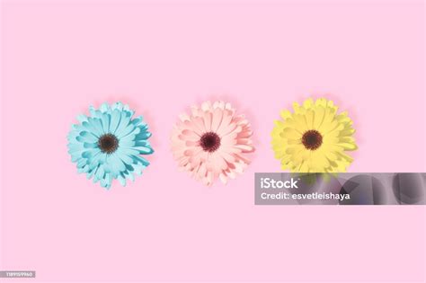 파스텔 핑크 배경에서 고립 된 세 데이지 카모마일 또는 거베라 꽃 0명에 대한 스톡 사진 및 기타 이미지 0명 개념 개성