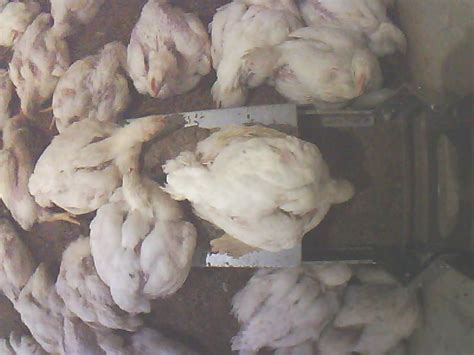 Chicken2 Instance Segmentation Dataset By Chicken