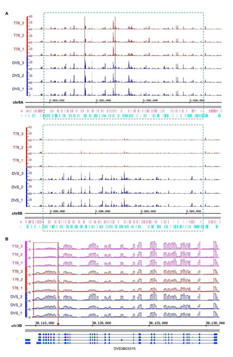 Allelic Expression Alteration Related To Structural Mutations DEL58 And