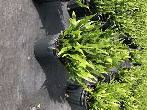 A Sunshine State Nursery