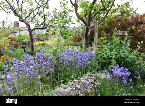 Colorful Allotment Plots Filled With Colorful Spring Flowers Stock