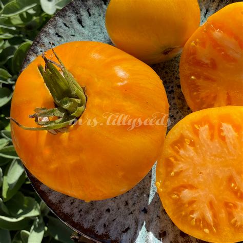 Janets Jacinthe Jewel Orange‑goldenes Beefsteak Samenfestes Saatgut