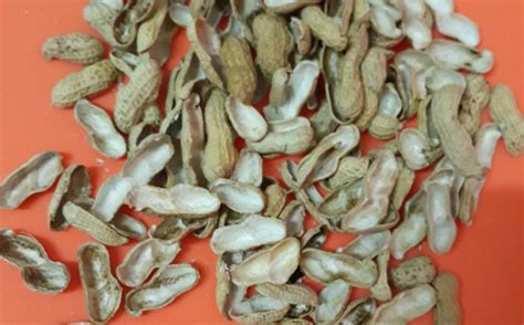 Kacang Lupa Kulit