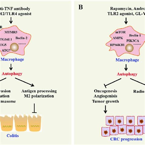 Effects Of Intestinal Epithelial Autophagy On Colitis And Colorectal