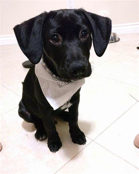 Hes Patiently Waiting To Get His Treat For Sitting So Still R Aww