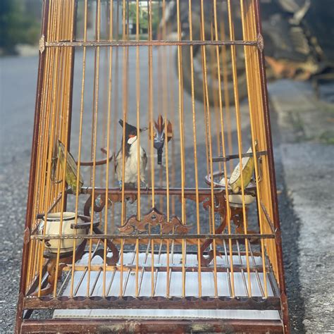 Rapyo คนรักนก