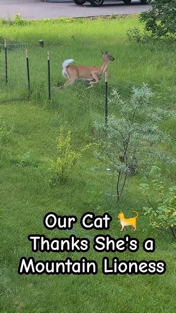 Deer Vs House Cat 🦌🐈 Youtube