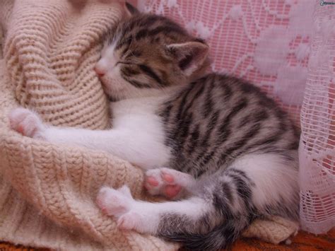 Seu Gato Dorme Muito Entenda A Razão De Tanto Sono • Dol