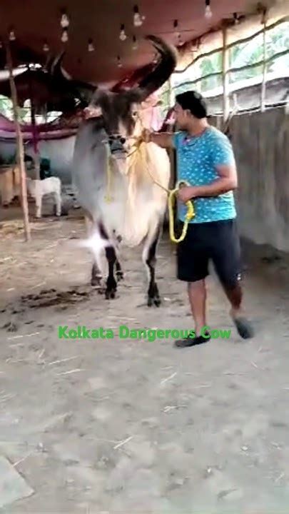 Entry Most Beautiful And Biggest Pair Kankarej Of Pathan Cattle Farm For💕 2024 Viral Trending