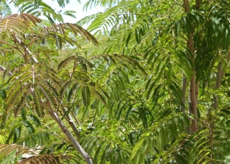 Shade Trees For Small Spaces T Y Nursery