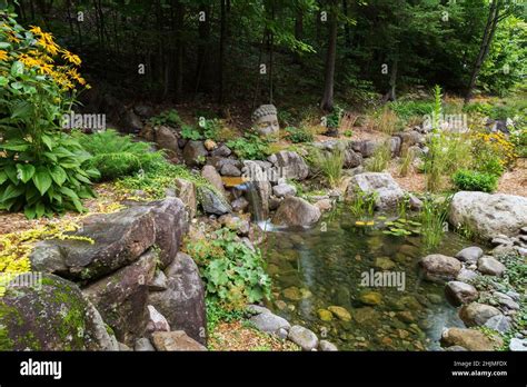 Pond With Acorus Calamus ‘variegatus Variegated Sweet Flag