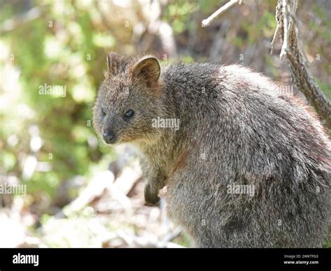Close Up Image Of Quokka Setonix Brachyurus On Rottnest Island Stock
