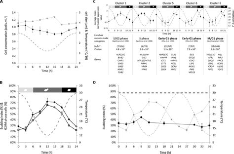 Cyclic Variation In Cell Cycle Distribution And Cell Cycle Regulated