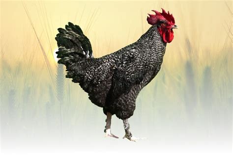 Hoovers Hatchery Black Maran Sex Link Chicks