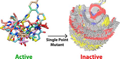 构效关系和分子力学揭示环熵在天然产物生物合成和活性中的重要性 Journal Of The American Chemical Society X Mol