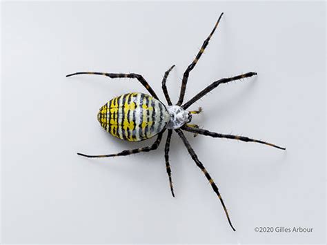 Arachnides