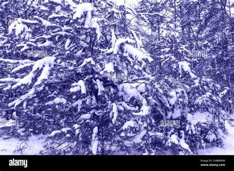 Natural Background Evergreen Tree In Winter A Lot Of Snow Fir Pine Spruce Tree Nature