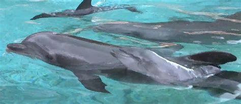 Nero Swf 2016 Cetacea Wiki Fandom