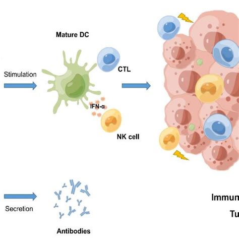 Schematic Representation Of Antitumor Immune Responses Induced By Tumor