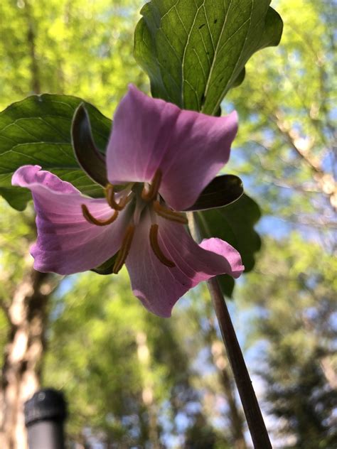 Trillium Catesbaei Bashful Trillium Catesbys Trillium North