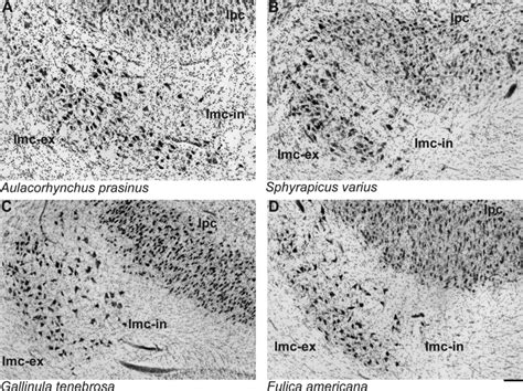 Brightfield Photomicrographs Of 60 μm Nissl Stained Coronal Sections Of