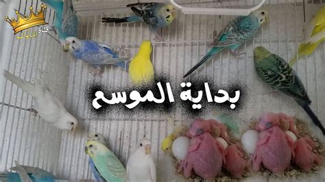 نصائح مهمة مع بداية موسم انتاج وتزاوج البادجي Youtube