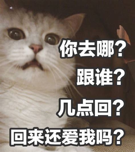 萌宠猫星人你去哪跟谁几点回搞怪呆萌动图动态图表情包下载soo