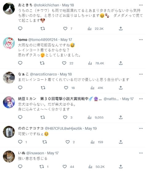下雨天還是要任性！ 「下雨拒絕回家的柴犬」在推特爆紅網友喊 太可愛啦