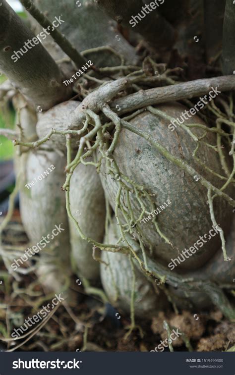 Azalea Root Tree Roots Adenium Obesum Stock Photo Shutterstock