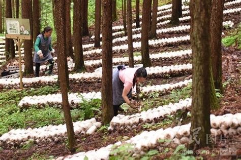 贵州岑巩：林下茶树菇 撑起“致富伞” 人民图片网
