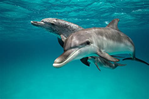 Intimate Details Of Dolphin Sex Revealed National Geographic