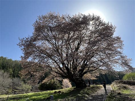 針山の天王桜現在の様子 群馬県 尾瀬の郷 片品村観光協会公式ブログ