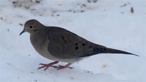 Snow White Turtle Dove