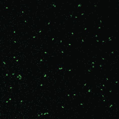 Proliferative Activity Of Osteoblasts In Different Groups A