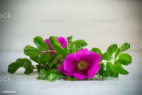 밝은 배경에 분홍색 피는 야생 장미 꽃 0명에 대한 스톡 사진 및 기타 이미지 0명 개 개화기 Istock