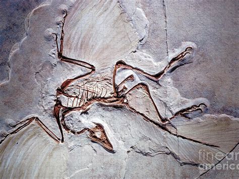Archaeopteryx Fossils