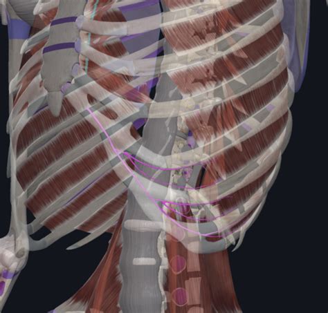 Thorax Dissection Flashcards Quizlet