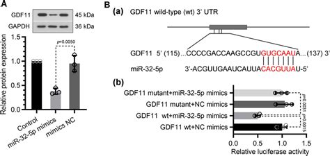 Gdf11 Is Directly Targeted By Mir 32 5p A Effects Of Mir 32 5p On The