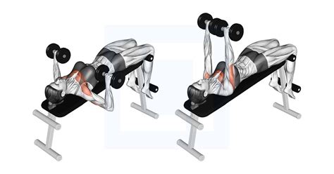 10 Best Dumbbell Workouts For Chest Visual Guides
