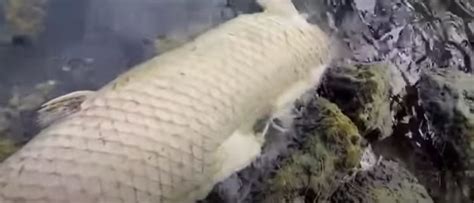 A Massive Arapaima Is Found In Florida The Daily Caller