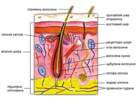 Презентація Будова шкіри та її функції