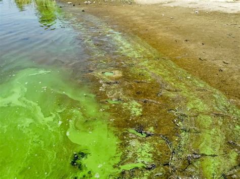 Premium Photo Environmental Problems Polluted Water Green Water On