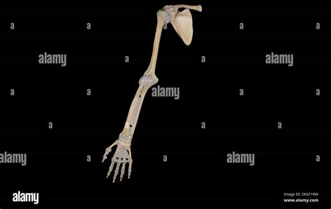 Articulación Radiocubital Superior