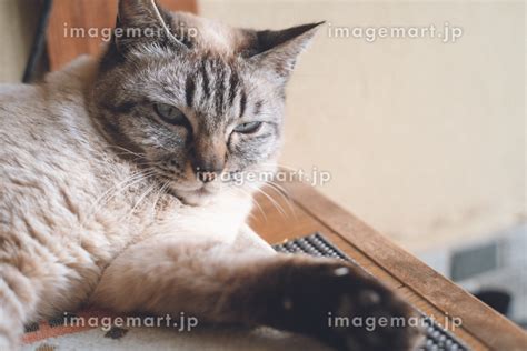 糸島の古民家でのびのび暮らす保護猫 シャム猫か狸っぽい鍵しっぽのしゃなちゃんの写真 福岡県の糸島 203462740 イメージマート